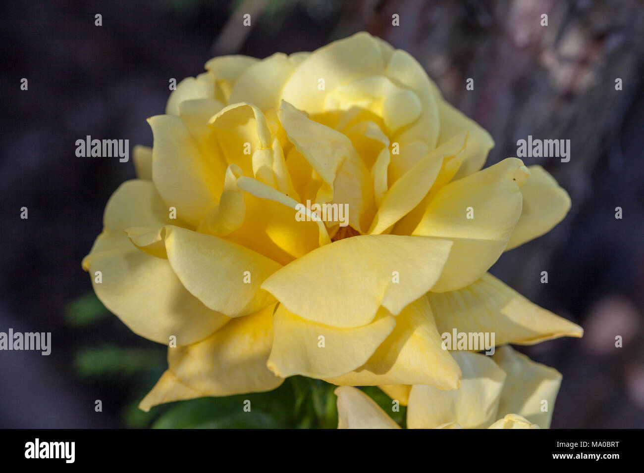 Climbing hybrid tea rose hi-res stock photography and images - Alamy