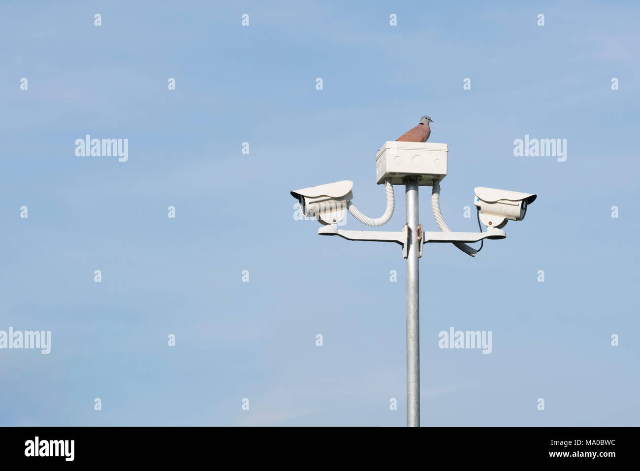 Security guard bird hi-res stock photography and images - Alamy