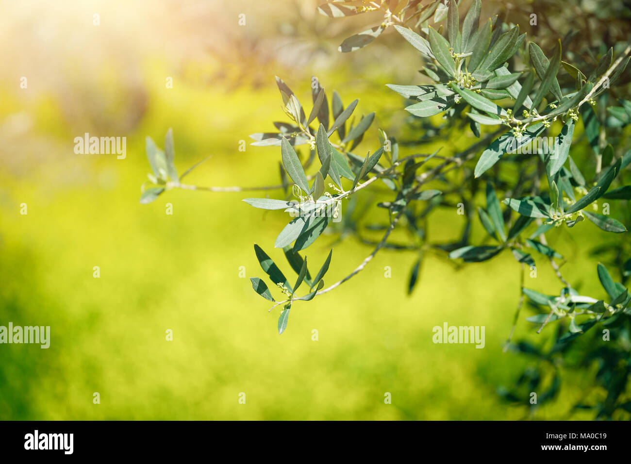 Fresh green olive tree branches over bokeh grass background in sunny ...