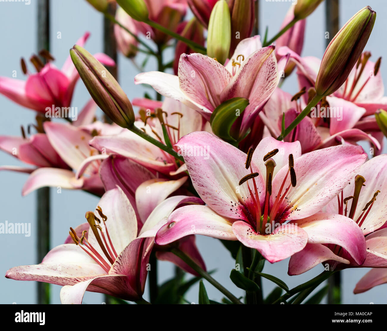 Pink lilies in the garden Stock Photo - Alamy