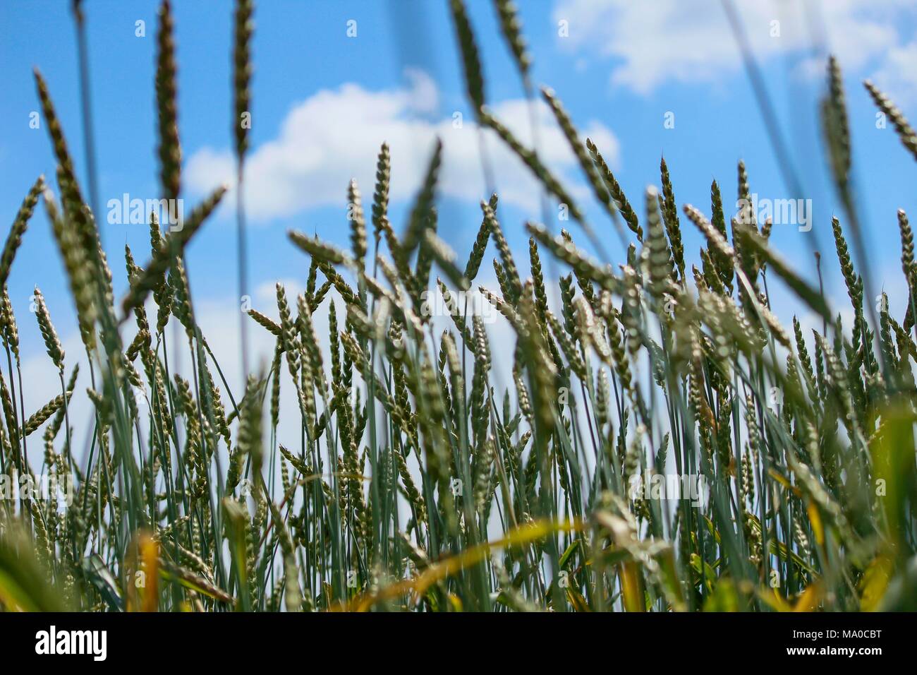 The grain field and beautiful blue sunny sky Stock Photo - Alamy