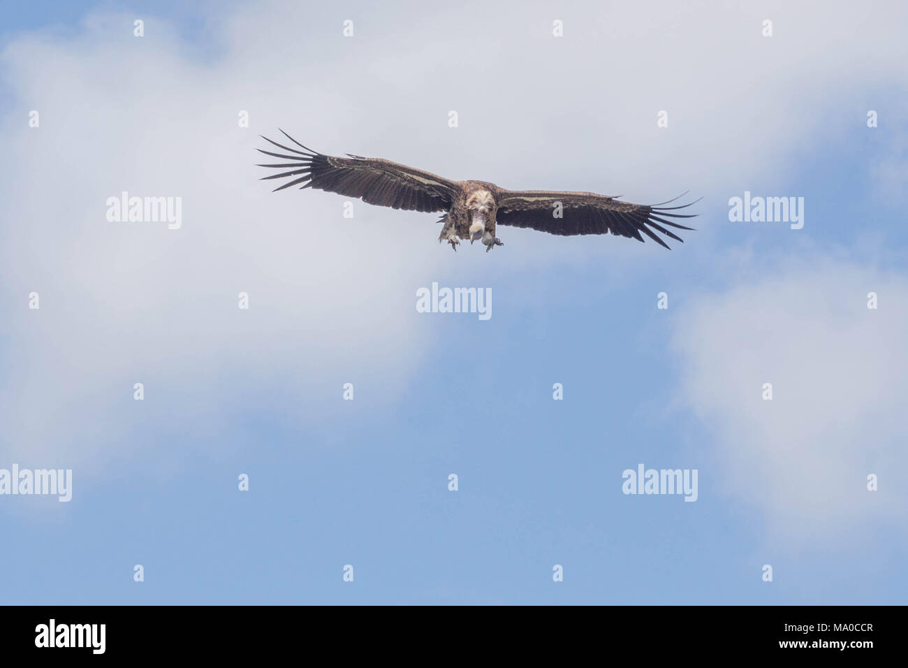 Wide wings hi-res stock photography and images - Alamy