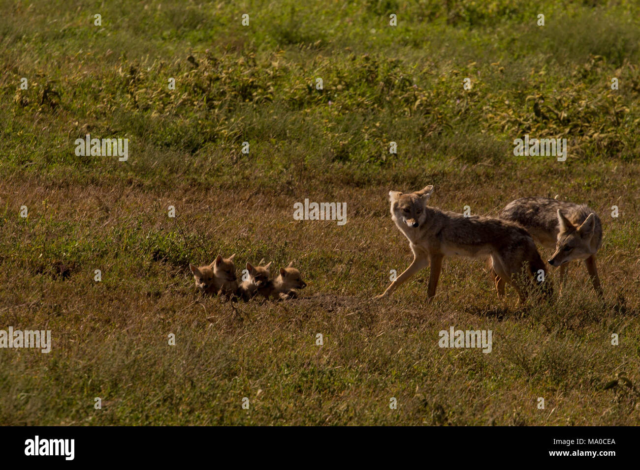 African Jackal Family with 4 Young Cubs Stock Photo - Alamy