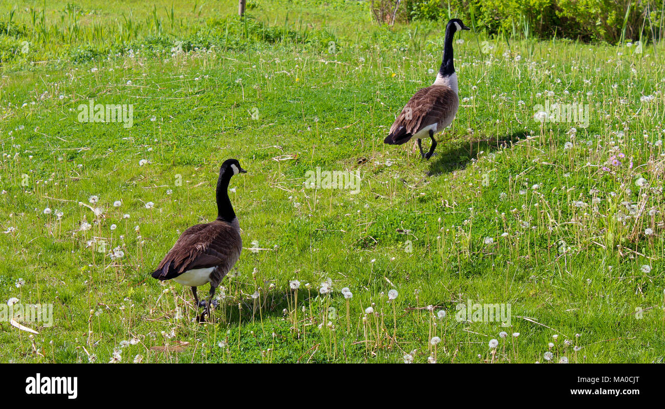 North american geese hi-res stock photography and images - Alamy