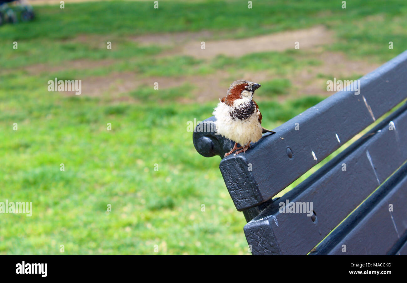 House sparrow sitting on a bench in a park Stock Photo - Alamy