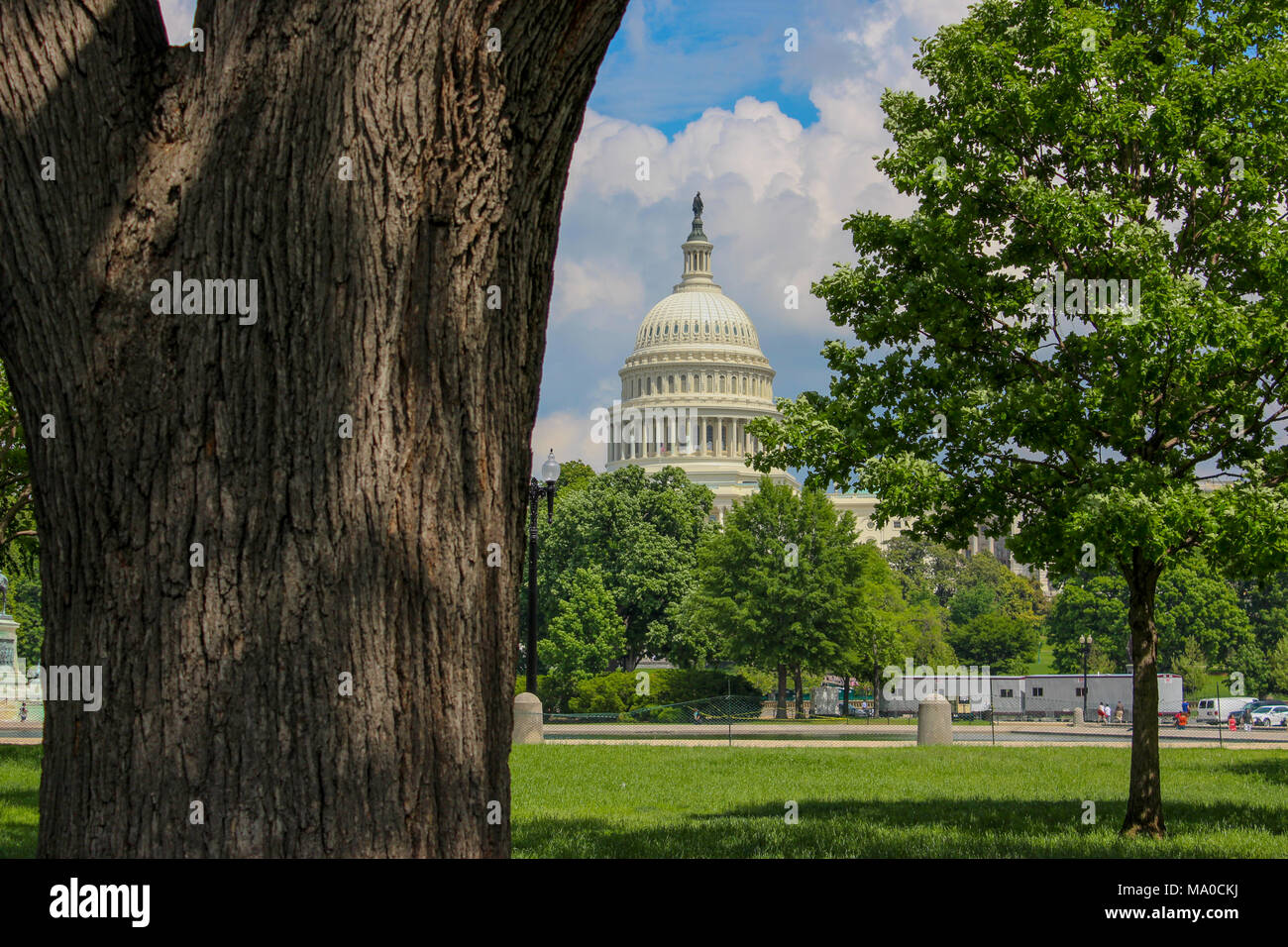 Democracy tree hi-res stock photography and images - Alamy