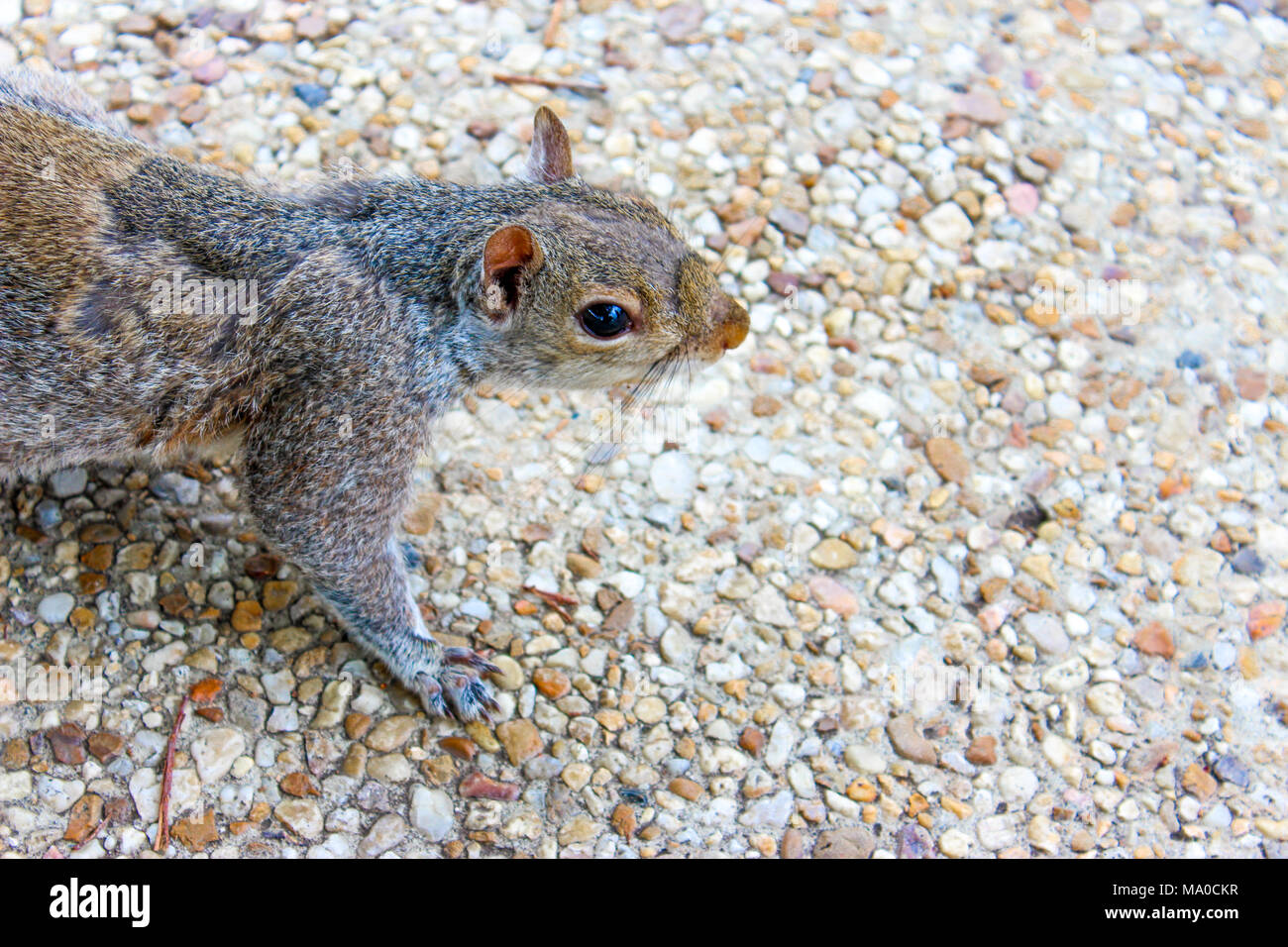Grey squirrel isolated white background hi-res stock photography and ...