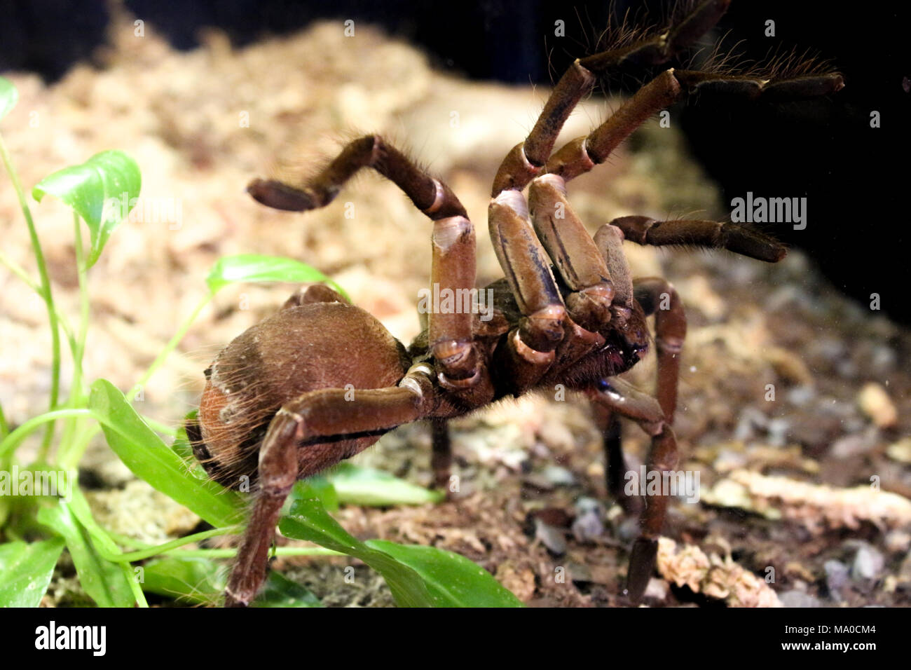 Spider, big brown spider in front of a plant Stock Photo - Alamy