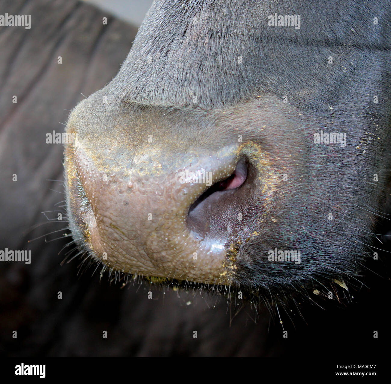 Blue tongue cow hi-res stock photography and images - Alamy