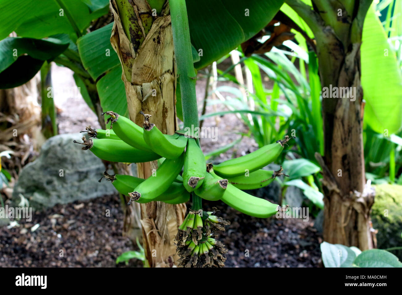 Bananas on a banana tree, green bananas on a tree, bananatree Stock ...