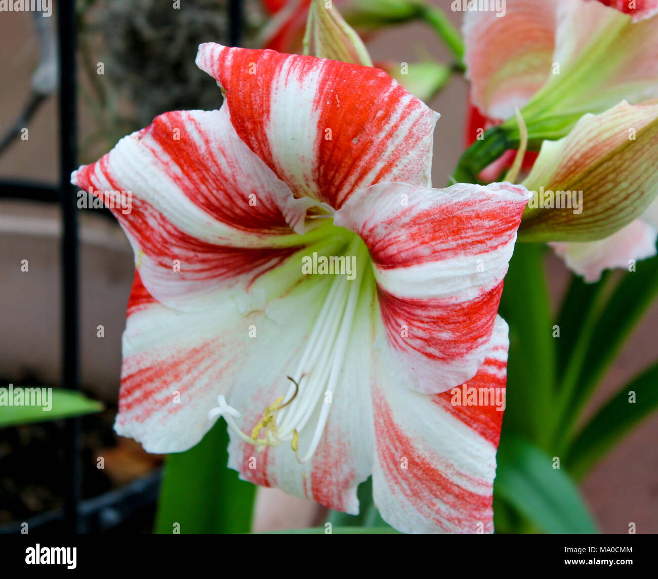 Trumpet flower white red striped, beautiful flower in a garden ...