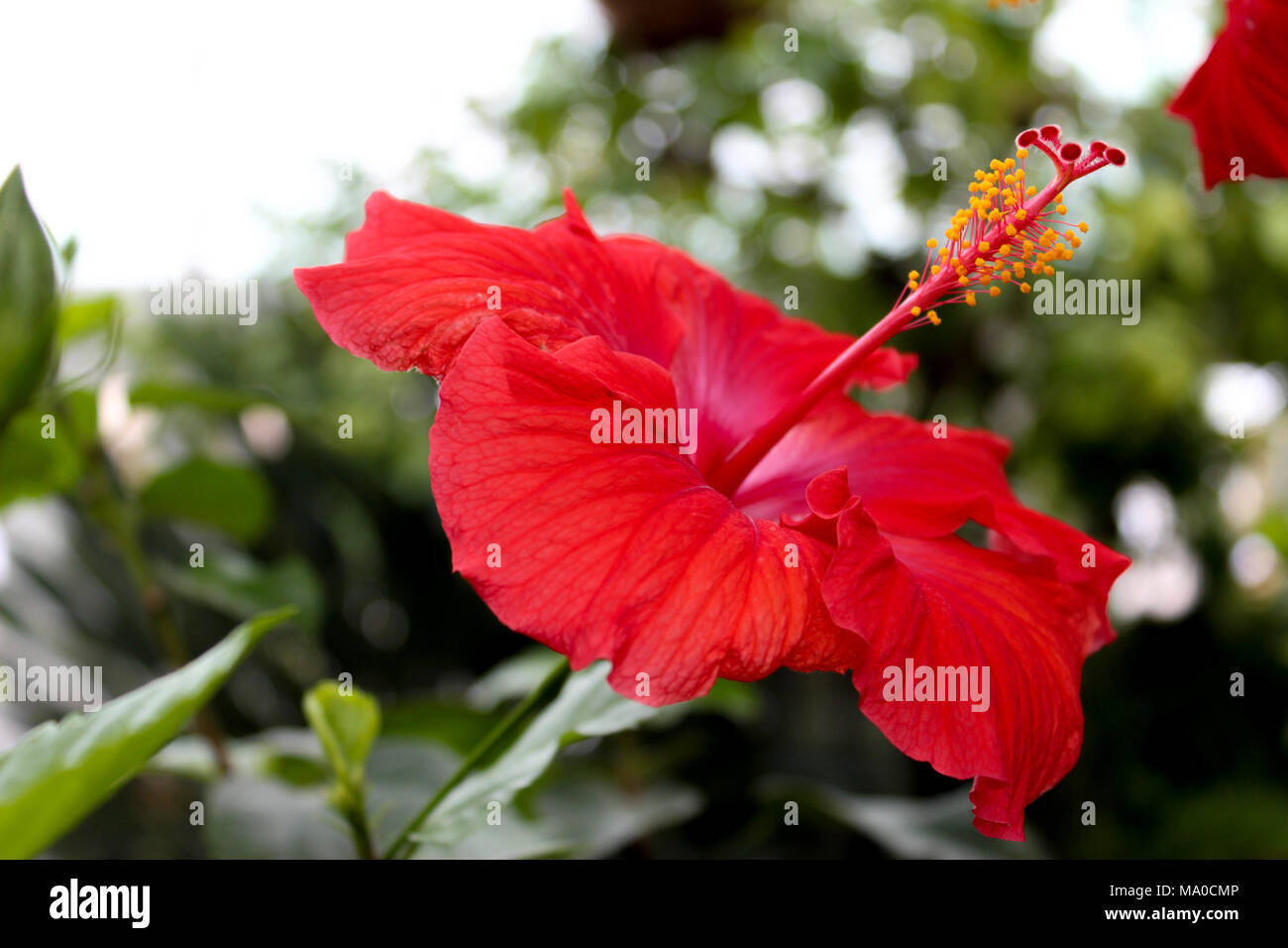 Jaswand plant hi-res stock photography and images - Alamy