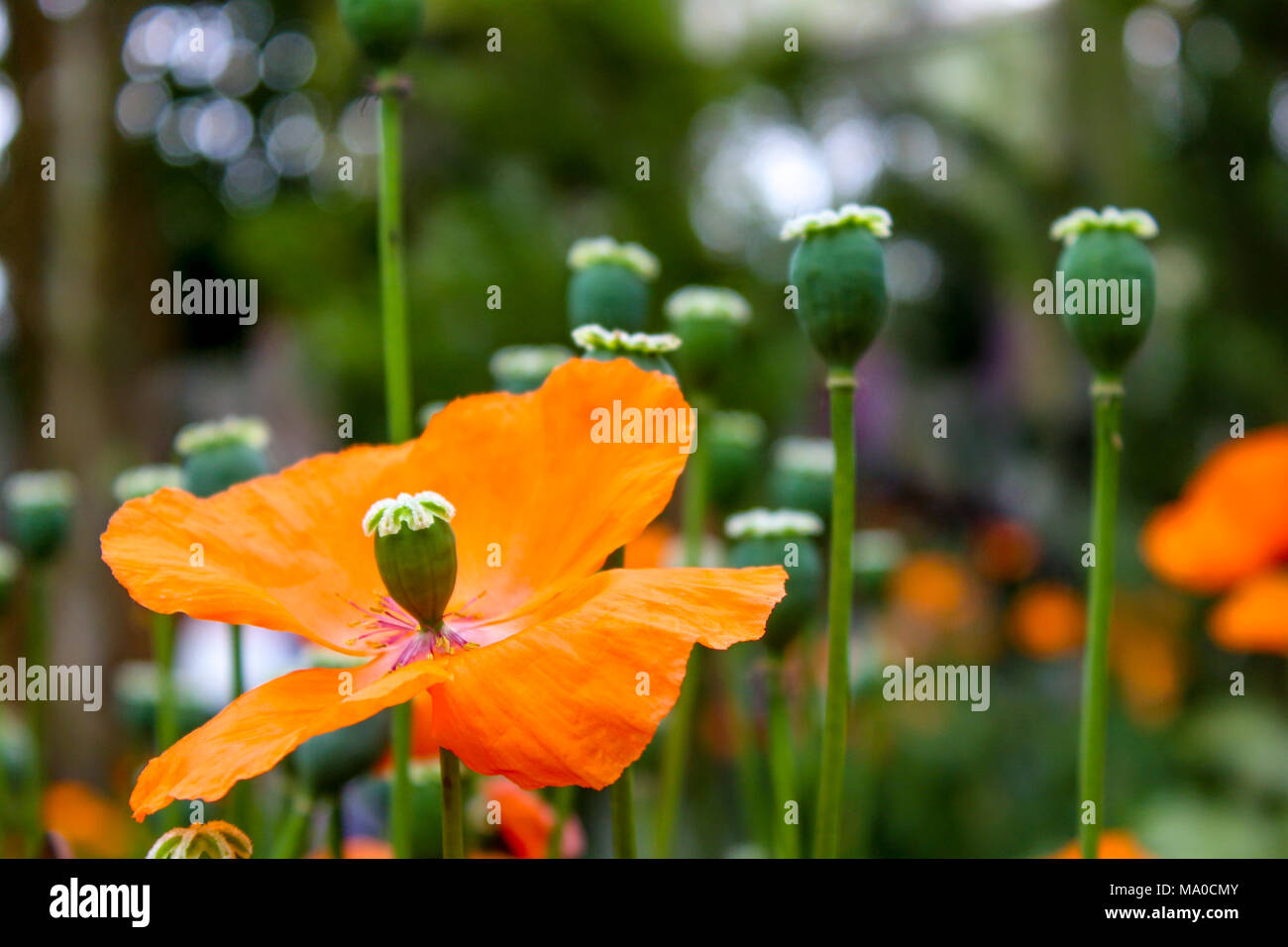 Springtime spring is here beautiful orange poppies orange wildflowers ...