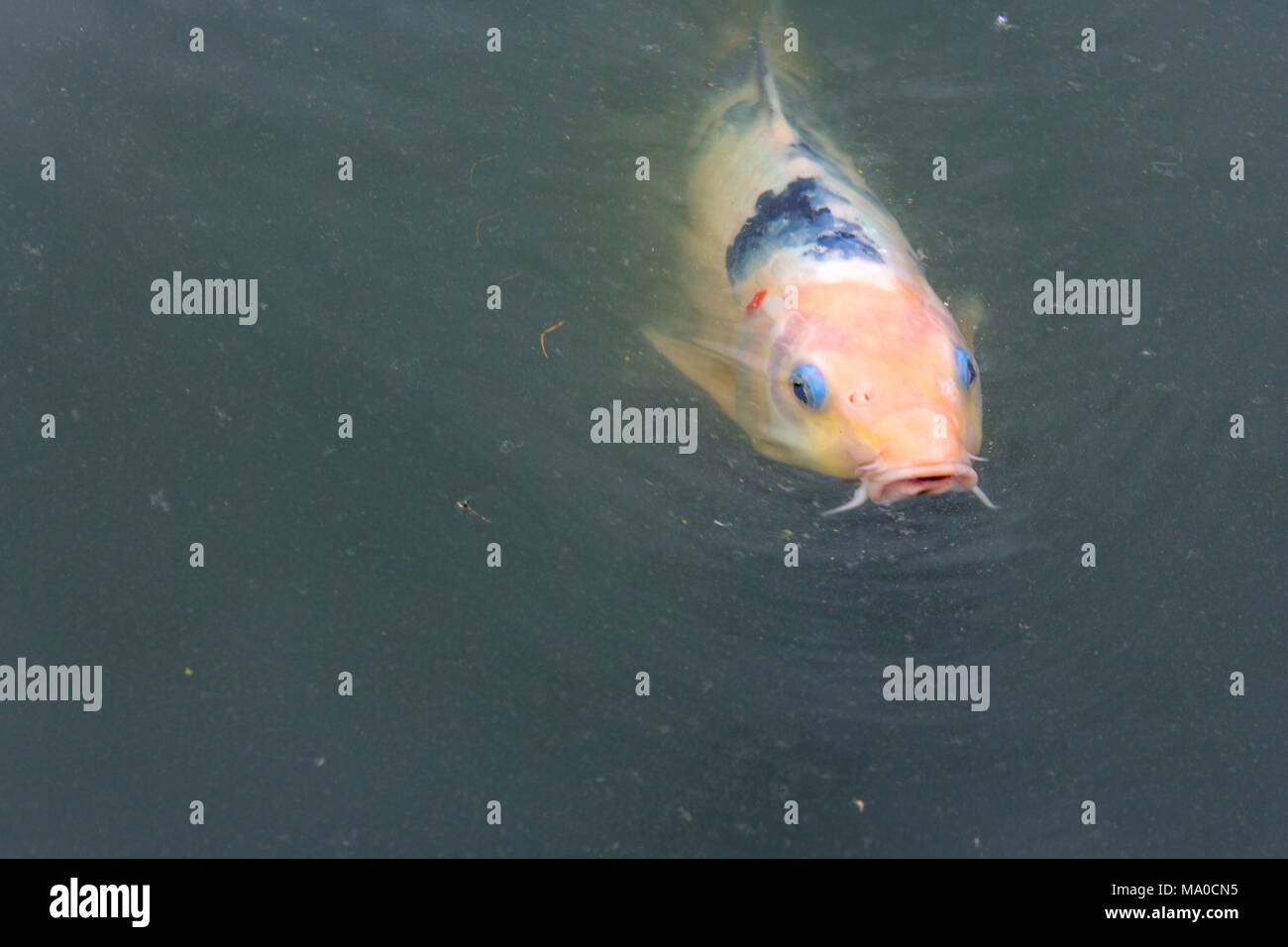 Top view fishes swimming in hi-res stock photography and images - Alamy