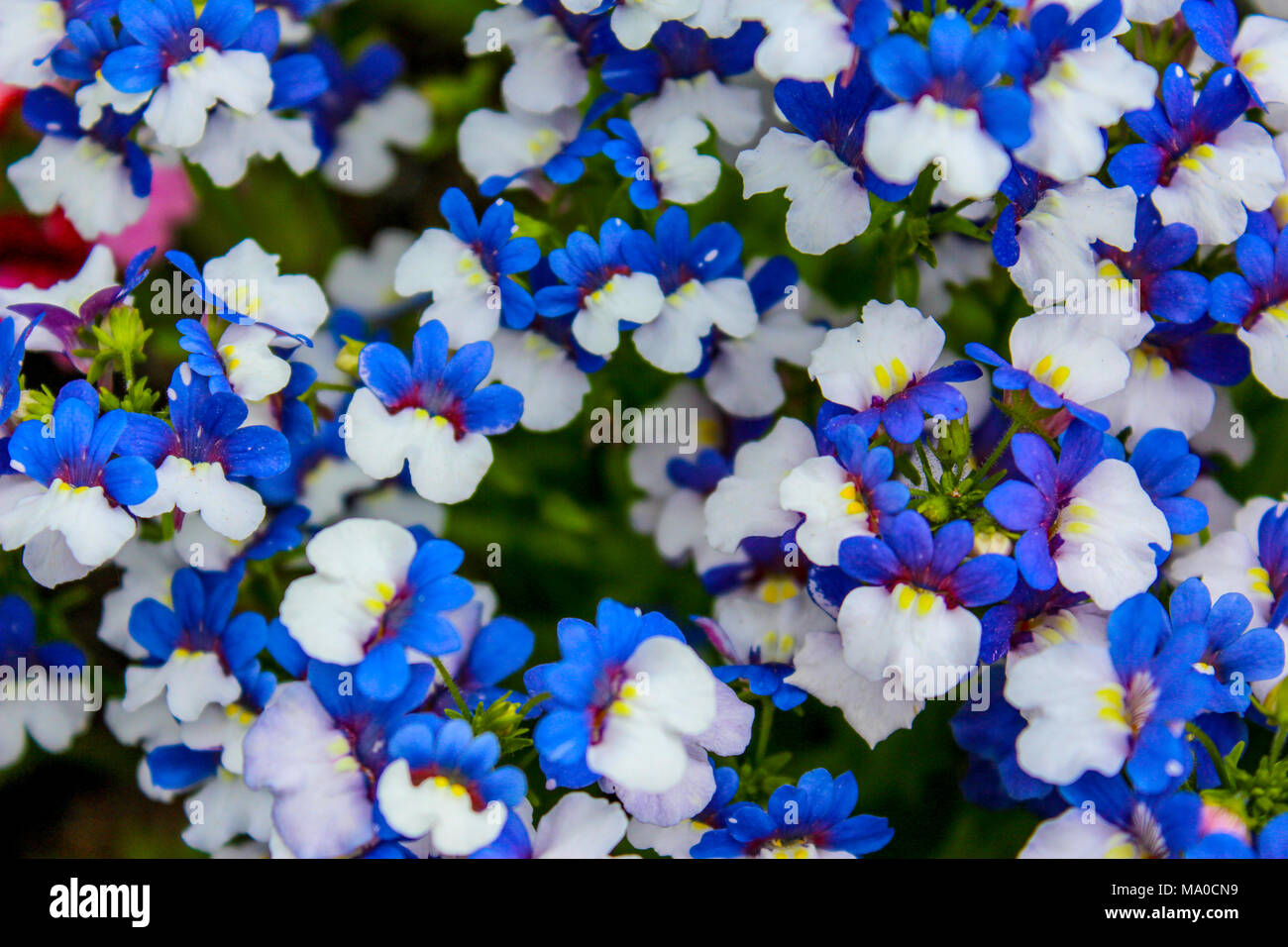 Blue and white blossom, blue-white flower, beautiful flower bush Stock ...