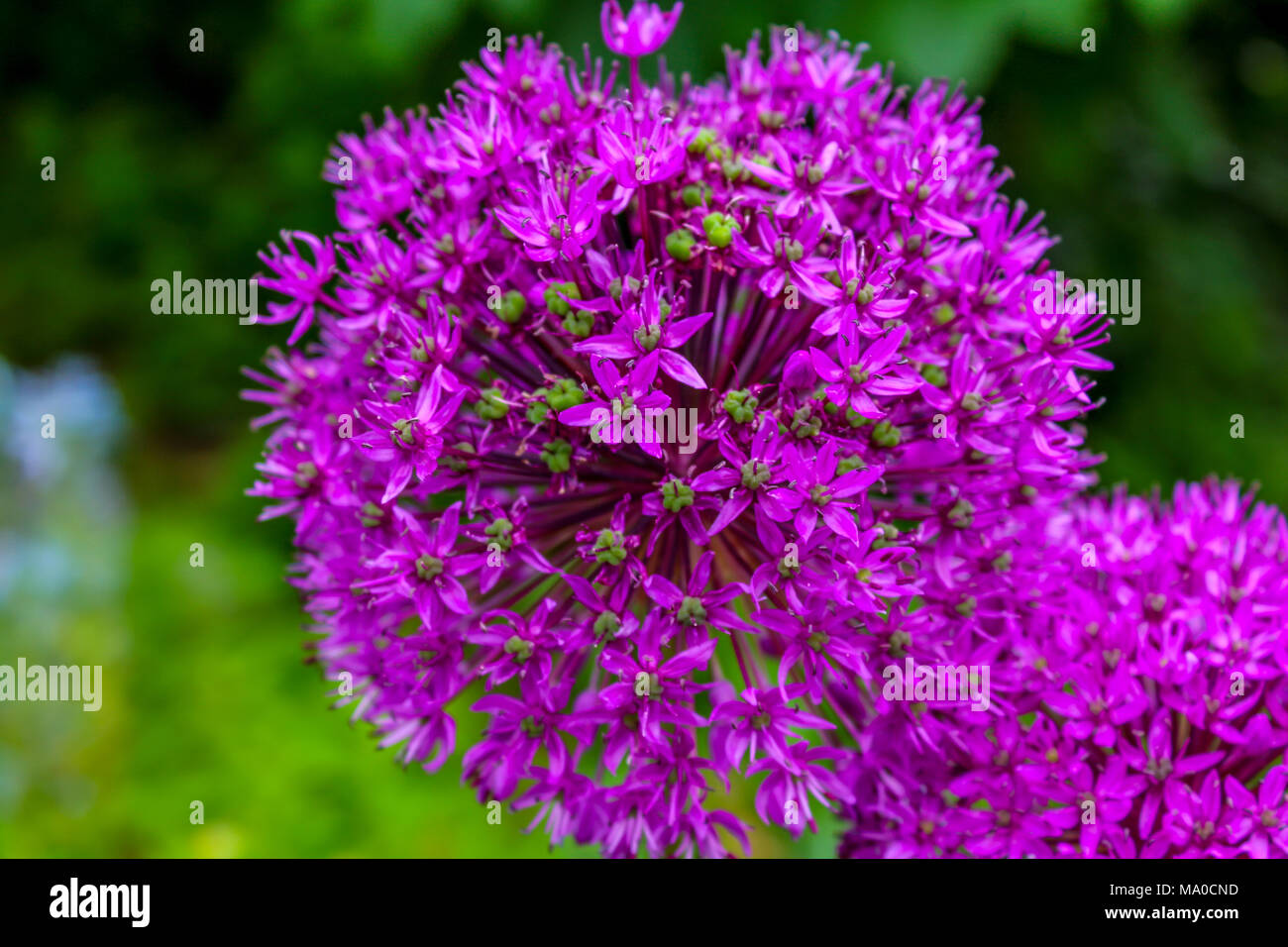 Open and closed blossoms hi-res stock photography and images - Alamy