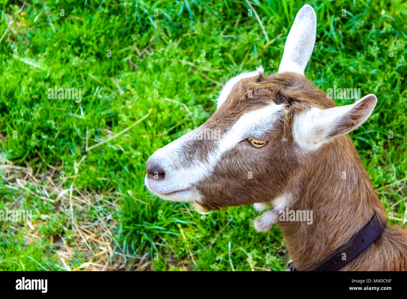 Brown and white goat hi-res stock photography and images - Alamy