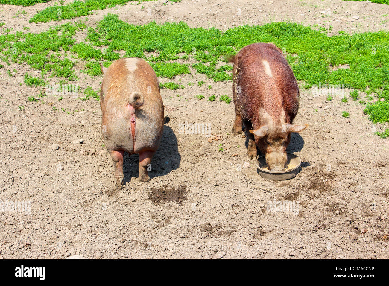 Two pigs, one pig is eating out of a bowl, other pig from behind ...