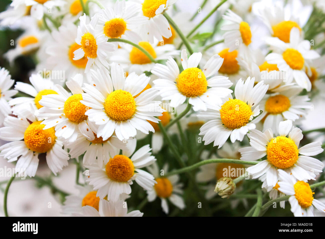 bouquet of field chamomiles Stock Photo - Alamy
