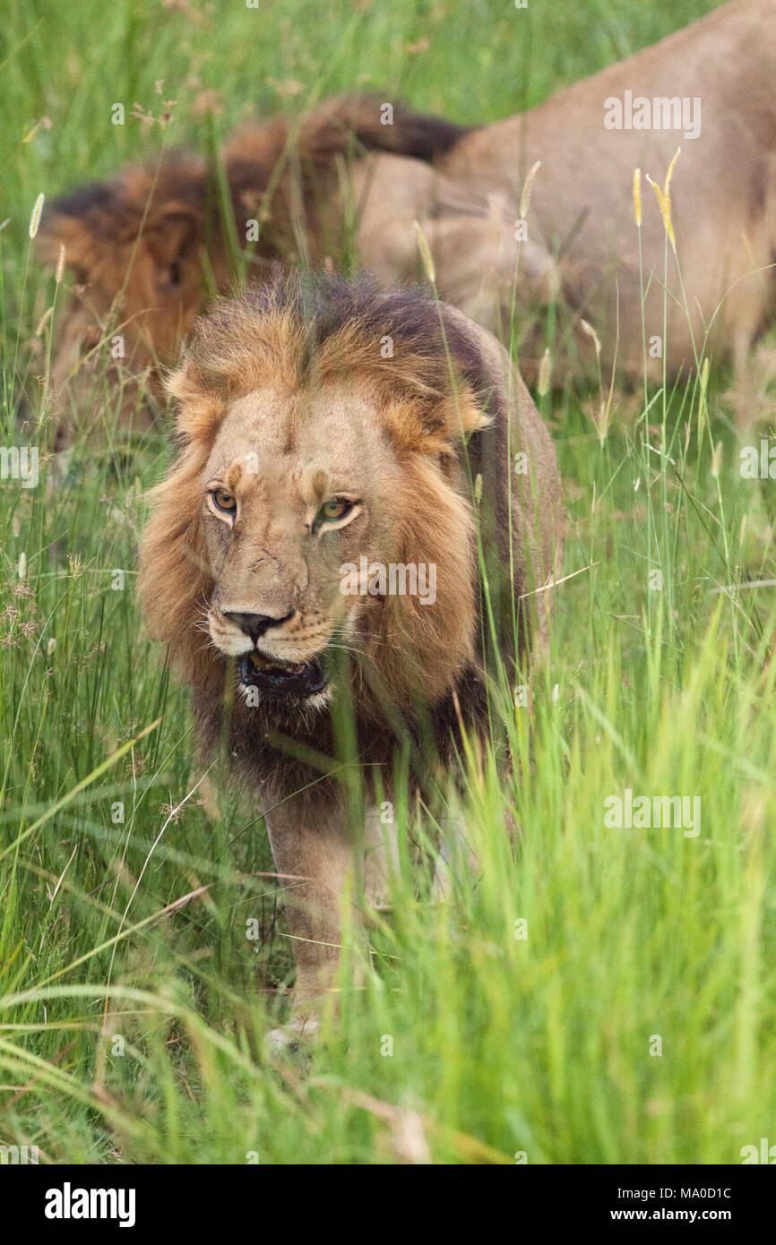 Male lion approaching hi-res stock photography and images - Alamy