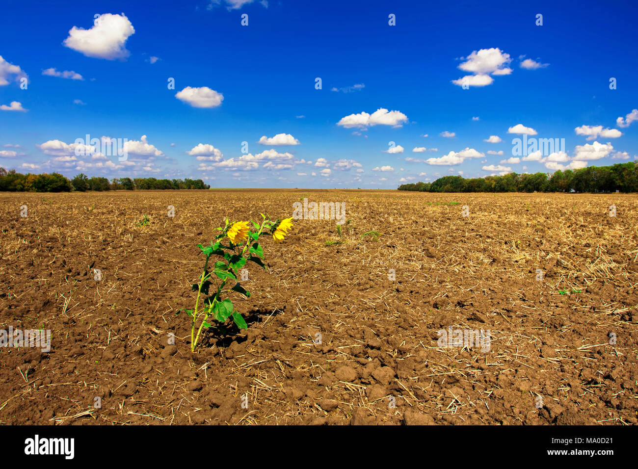 Empty field and clouds in sky hi-res stock photography and images - Alamy