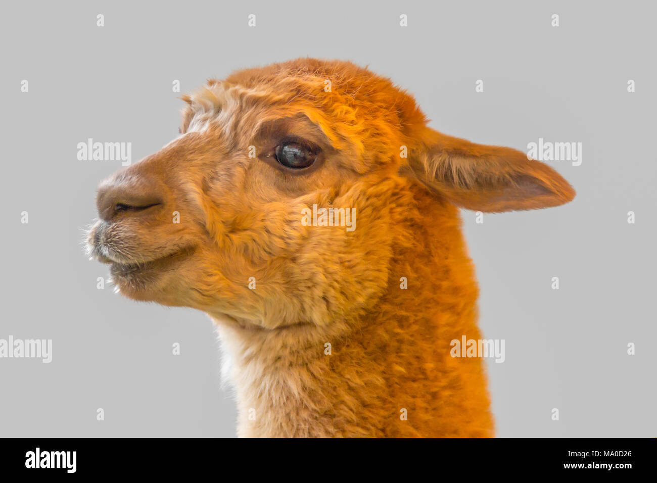 portrait of a Alpaca in grey back Stock Photo - Alamy
