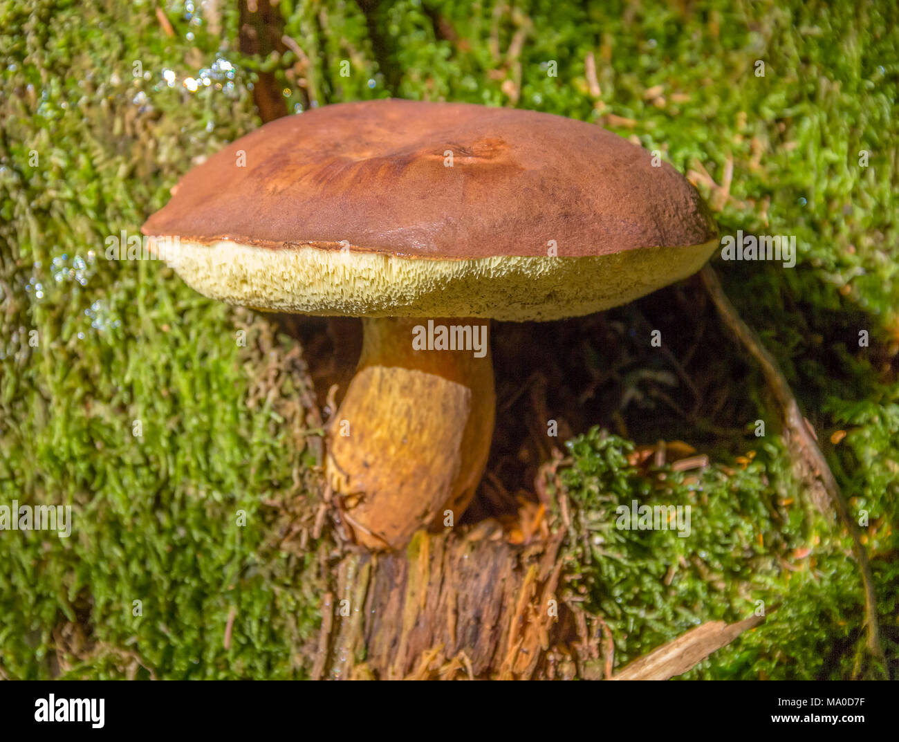 Bolete fungus hi-res stock photography and images - Alamy
