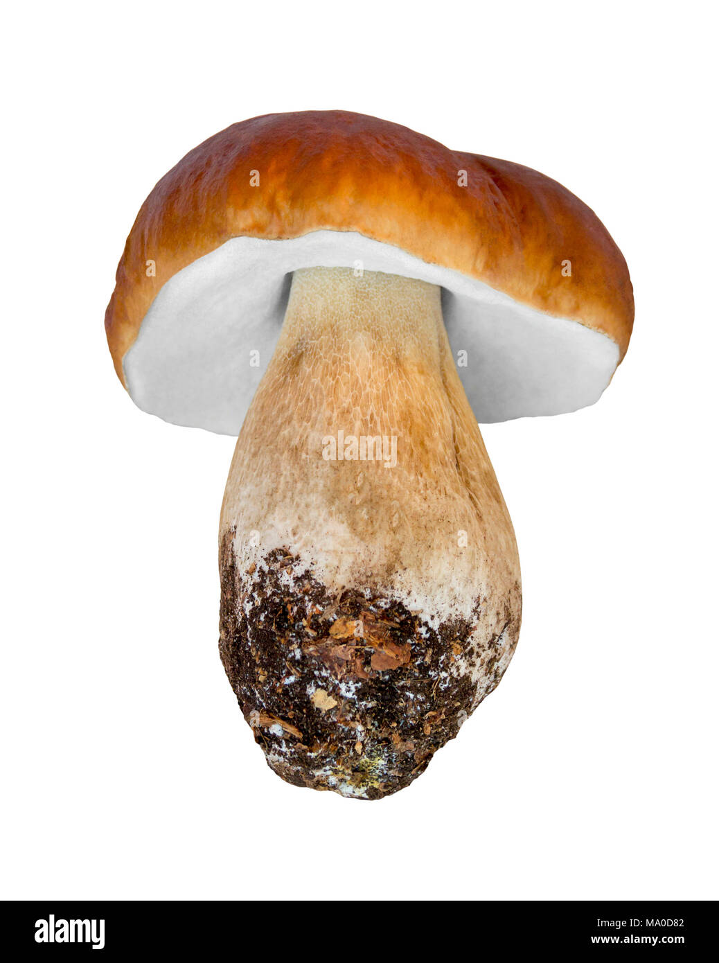Penny bun cep porcino Cut Out Stock Images & Pictures - Alamy