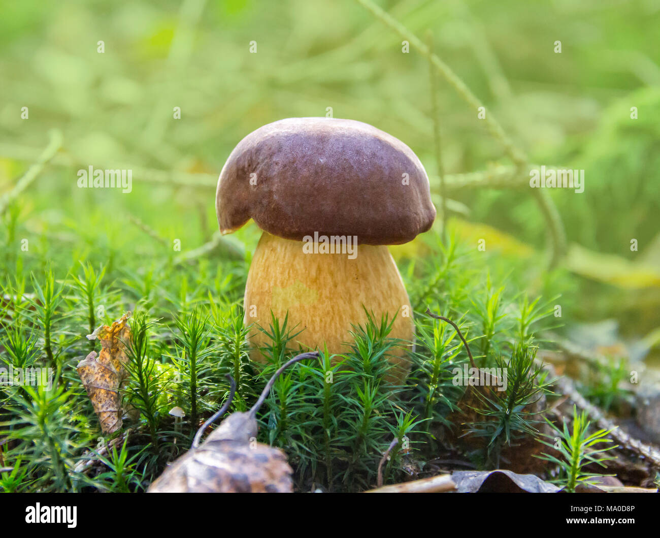 Penny bun fungus hi-res stock photography and images - Alamy