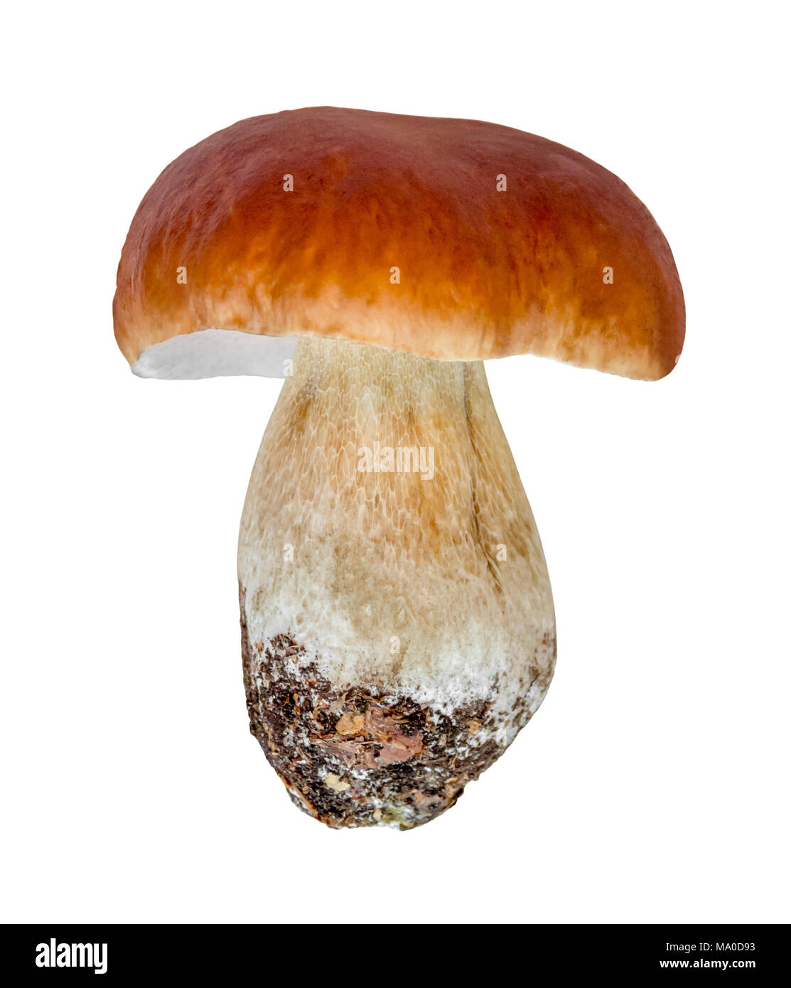 Penny bun fungus hi-res stock photography and images - Alamy