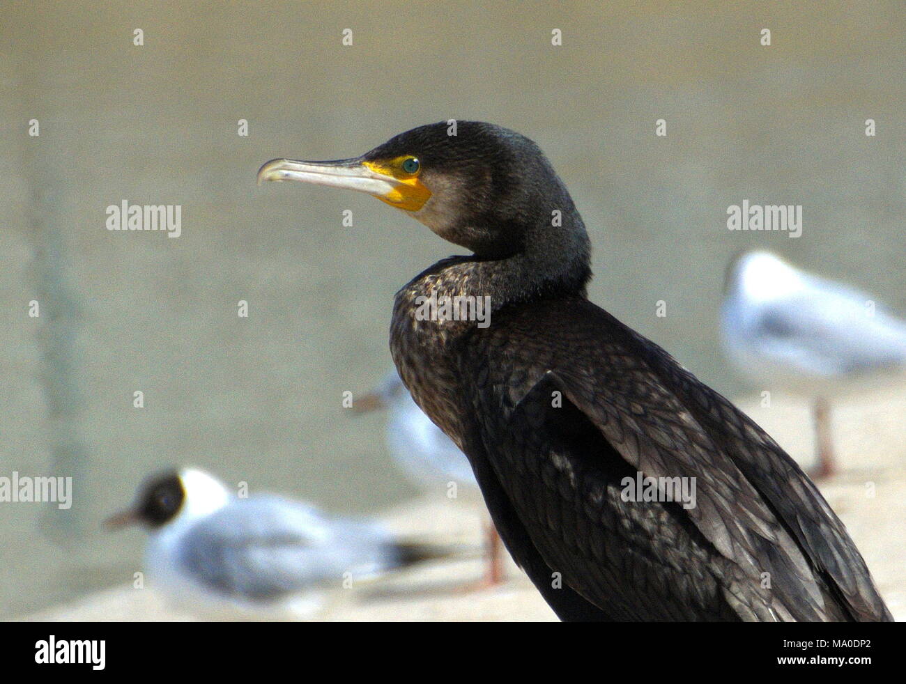 A cormorant portrait close up Stock Photo - Alamy