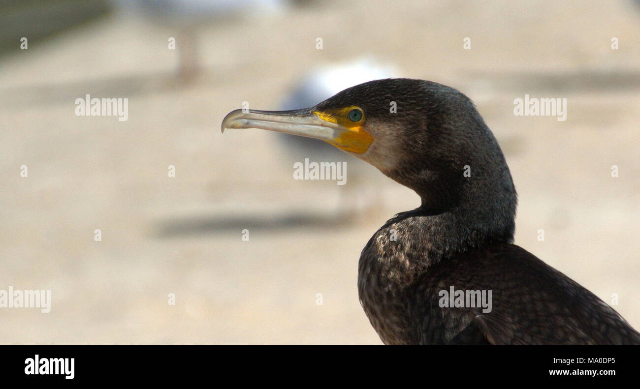 Close up cormorant head hi-res stock photography and images - Alamy