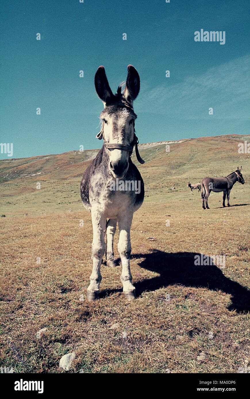 A cute donkey portrait as it faces the camera in the outback Stock ...