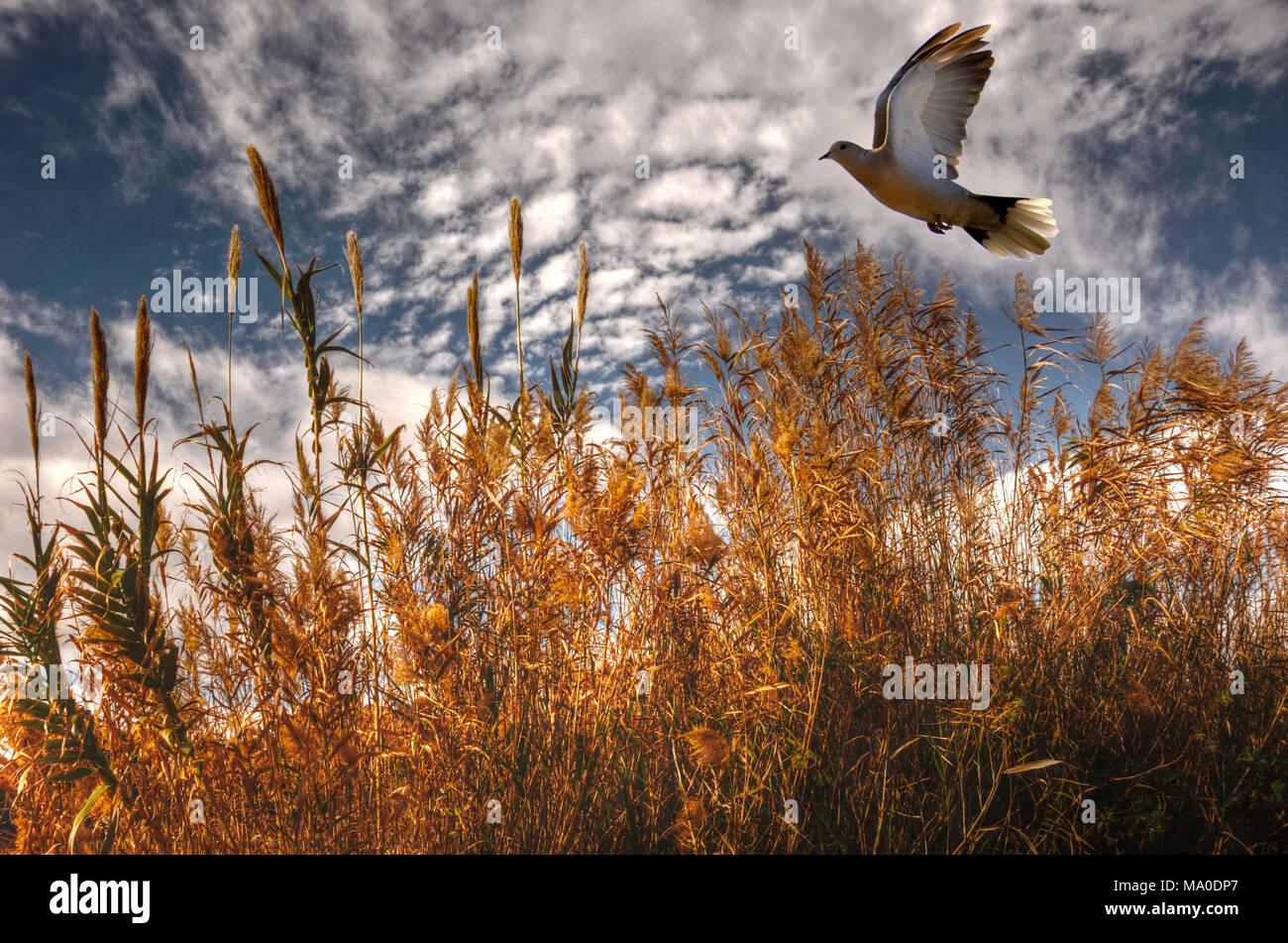 A surprised bird takes flight from a field Stock Photo - Alamy