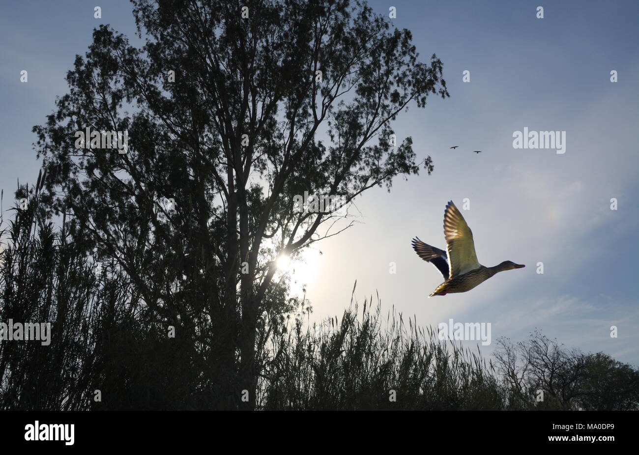 A surprised mallard duck takes to the air in woodland Stock Photo - Alamy