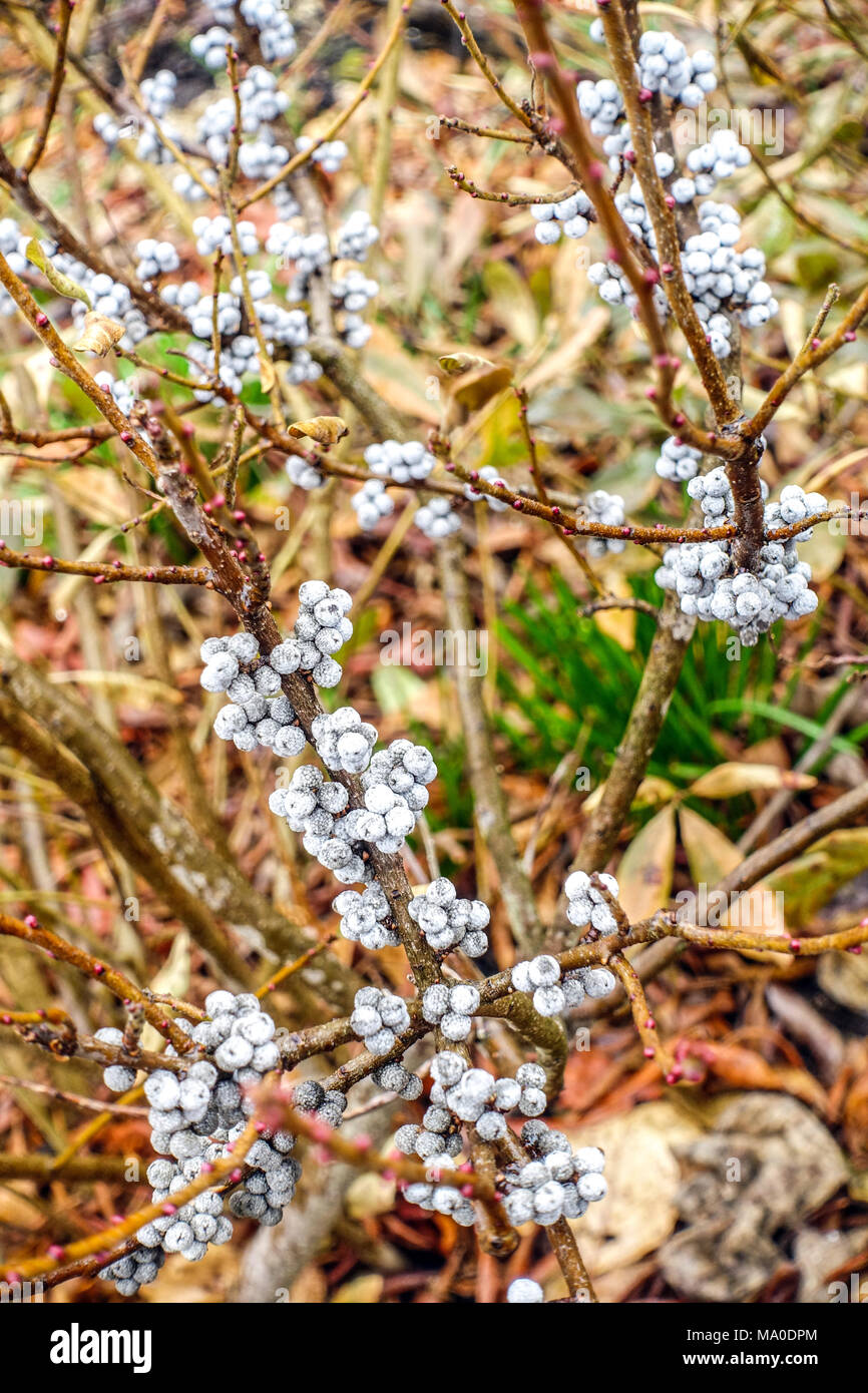 Bayberry hi-res stock photography and images - Alamy