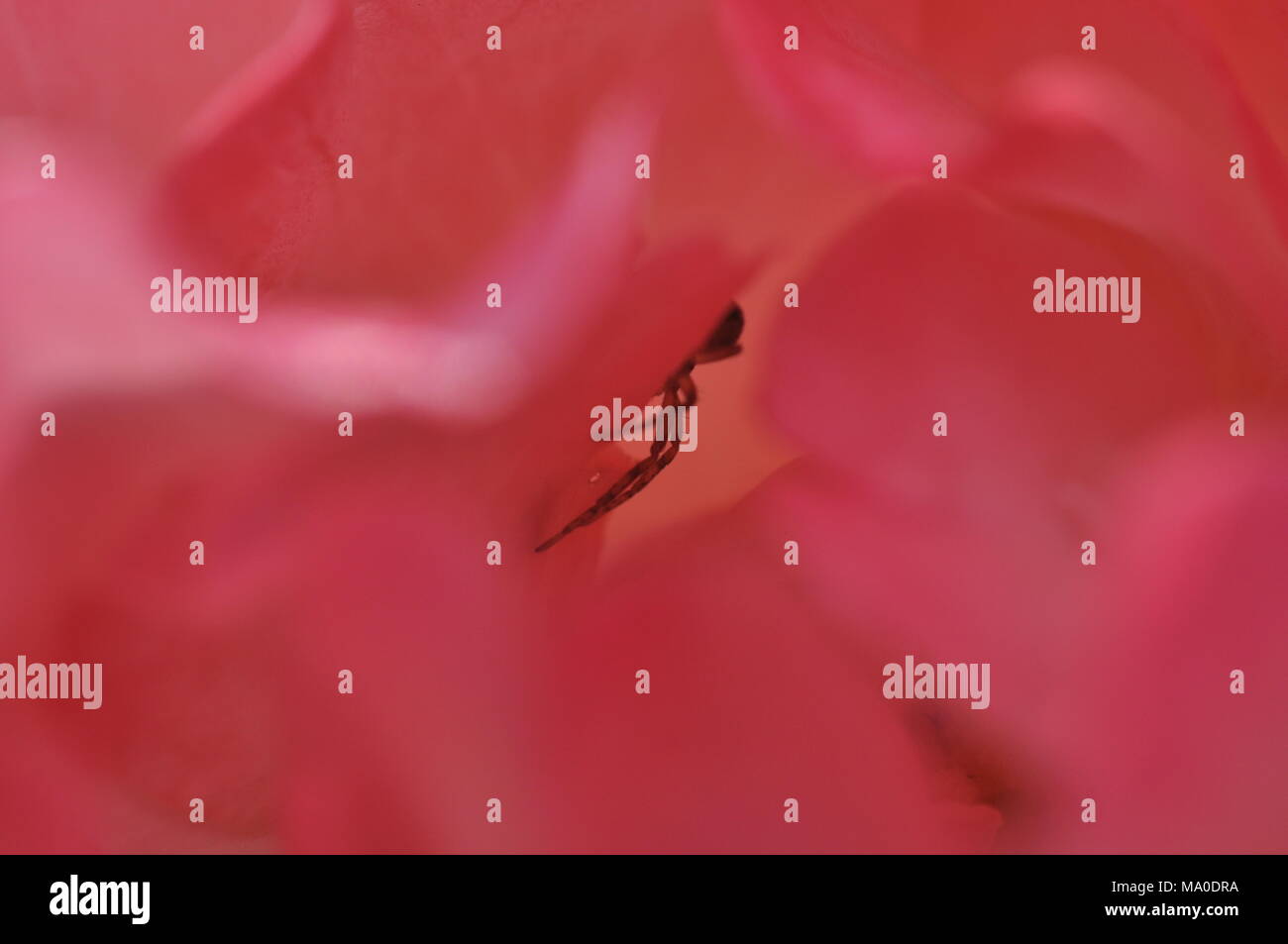 spider in rose flower Stock Photo - Alamy