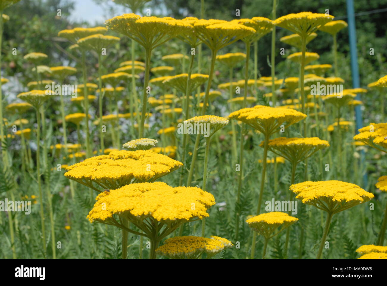 Yellow achillea plants hi-res stock photography and images - Alamy