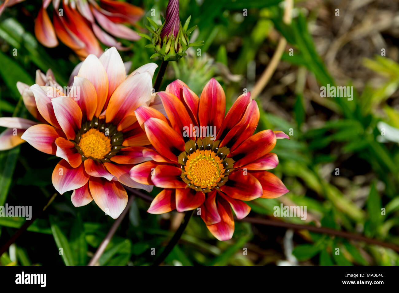 Red Flower with Yellow Inside in Front of Green Leaves Stock Photo - Alamy