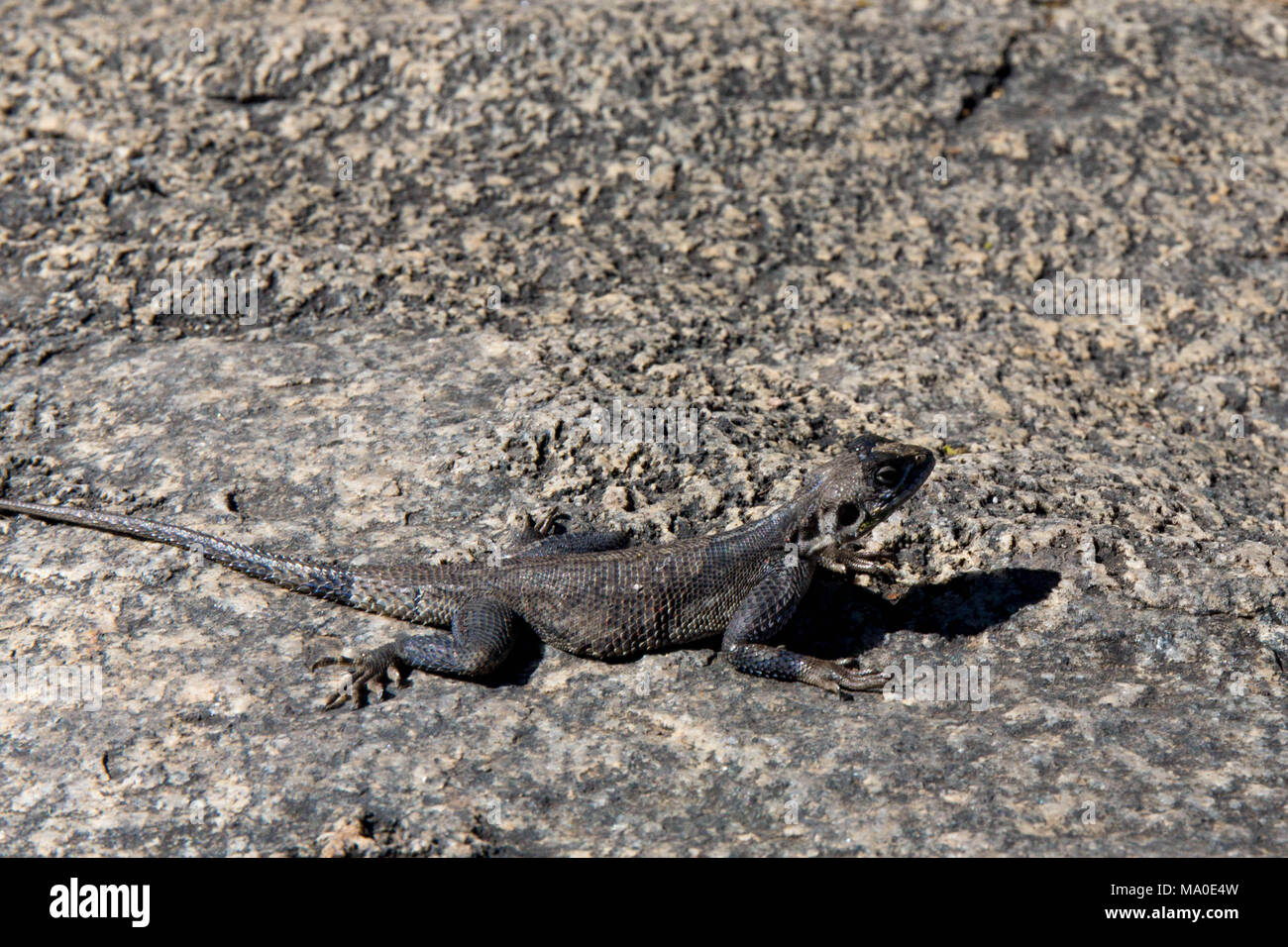 Grey lizard hi-res stock photography and images - Alamy