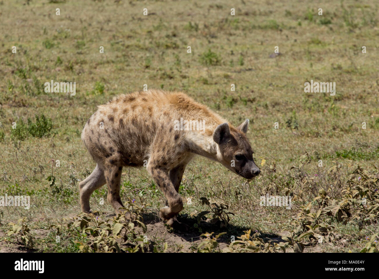 Brown Spotted Hyena in African Savannah Stock Photo - Alamy