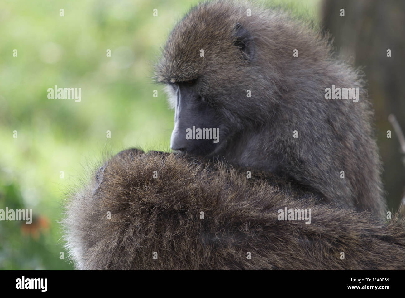 Closeup of African Baboons Stock Photo - Alamy