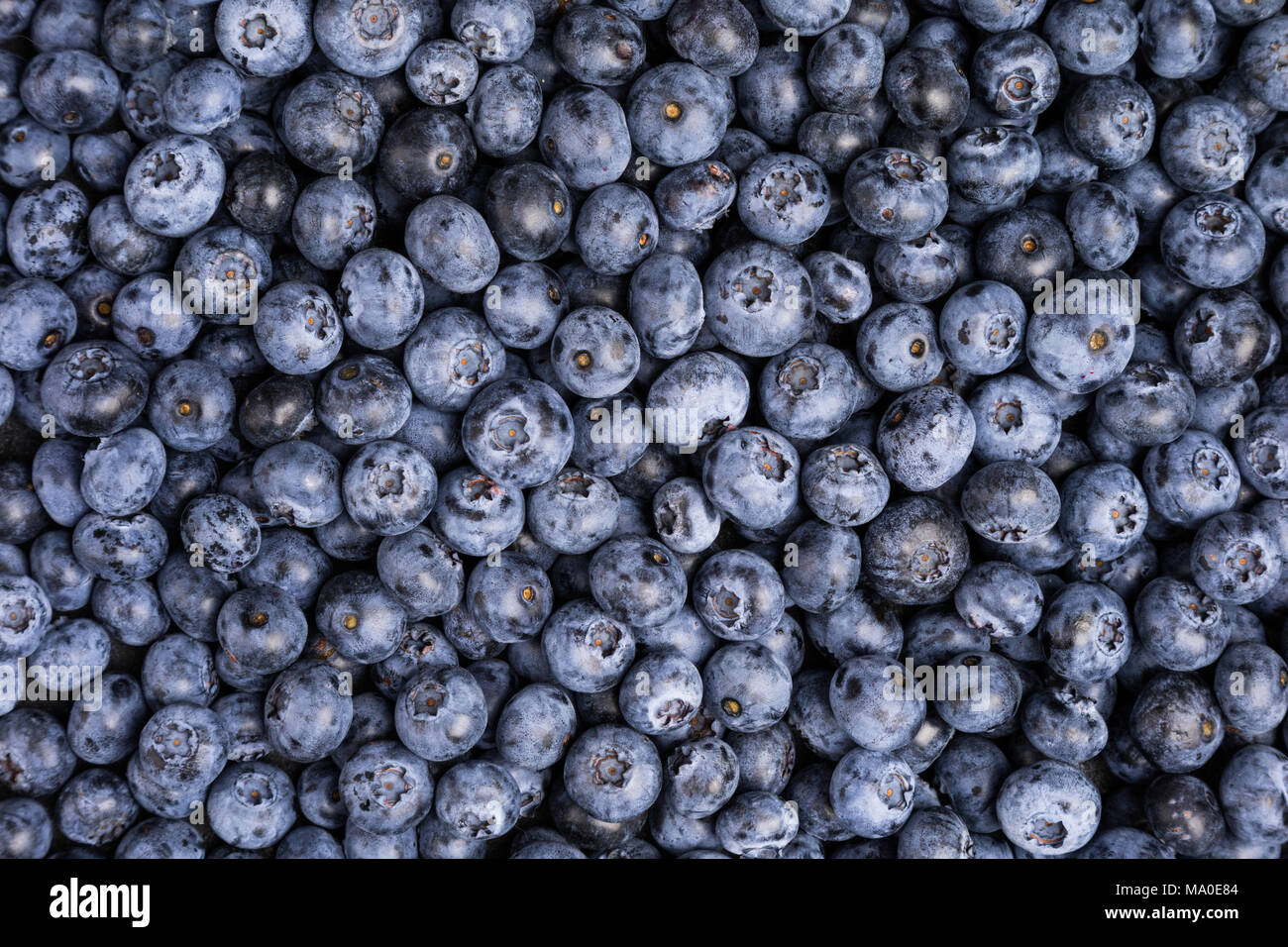Fresh blueberry background. Summer berries. Texture blueberry top view ...