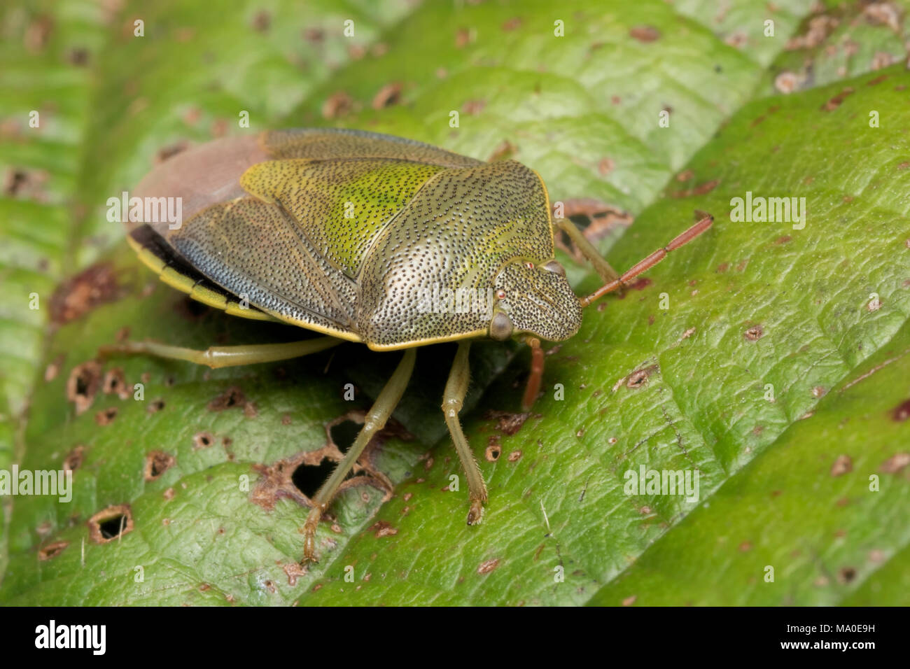 Gorse Shieldbug (Piezodorus lituratus) resting on bramble leaf ...
