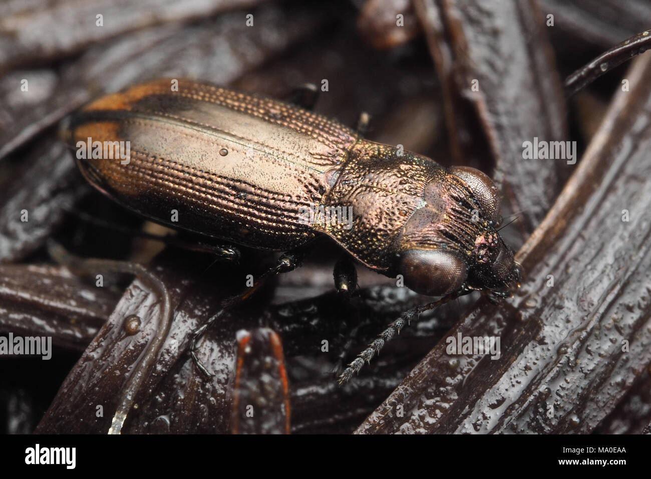 Ground Beetle (Notiophilus biguttatus) on bare groung in woodland Stock ...