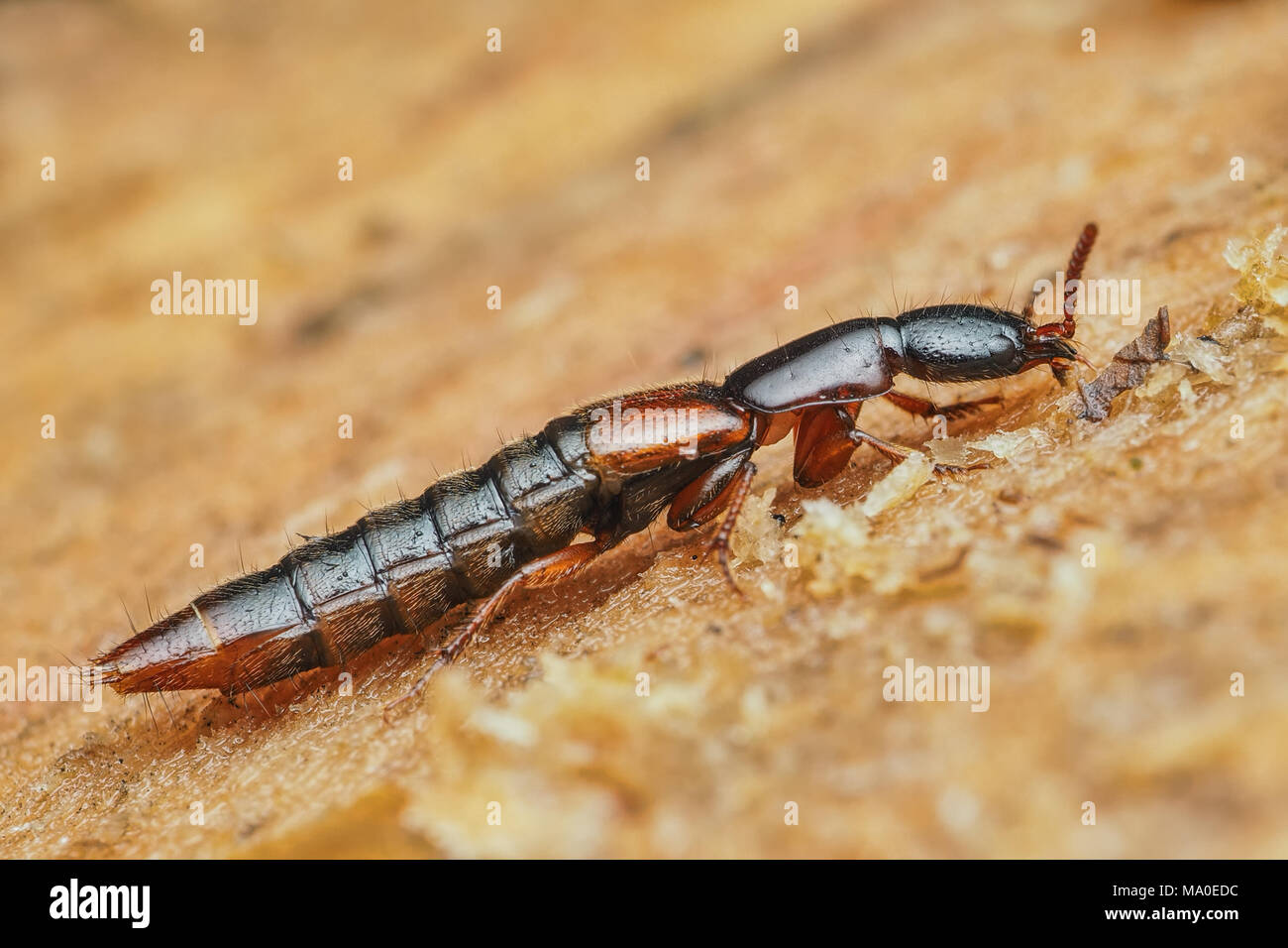Rove Beetles High Resolution Stock Photography and Images - Alamy