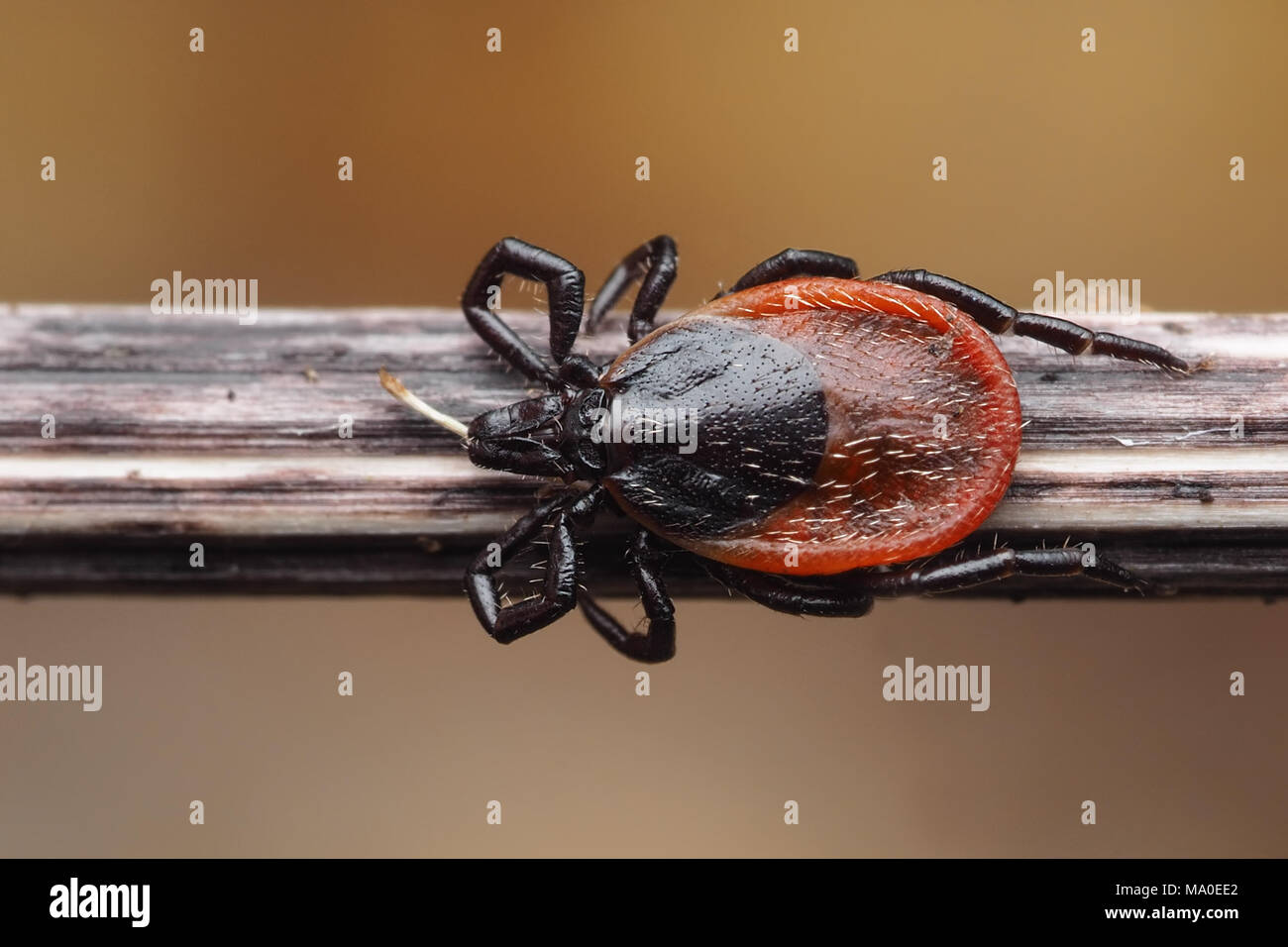 Sheep Tick or Deer Tick (Ixodes ricinus) at rest on plant stem ...