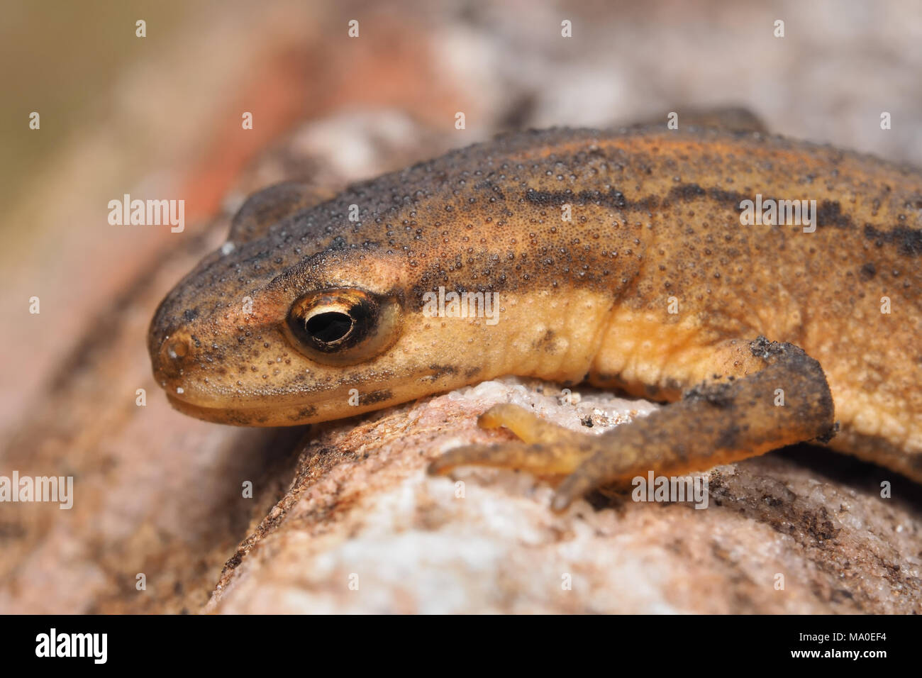 Newts of the world hi-res stock photography and images - Alamy