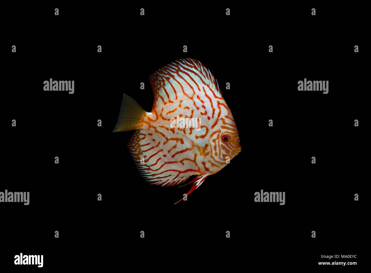 Discus Fish isolated on Black Background Stock Photo - Alamy