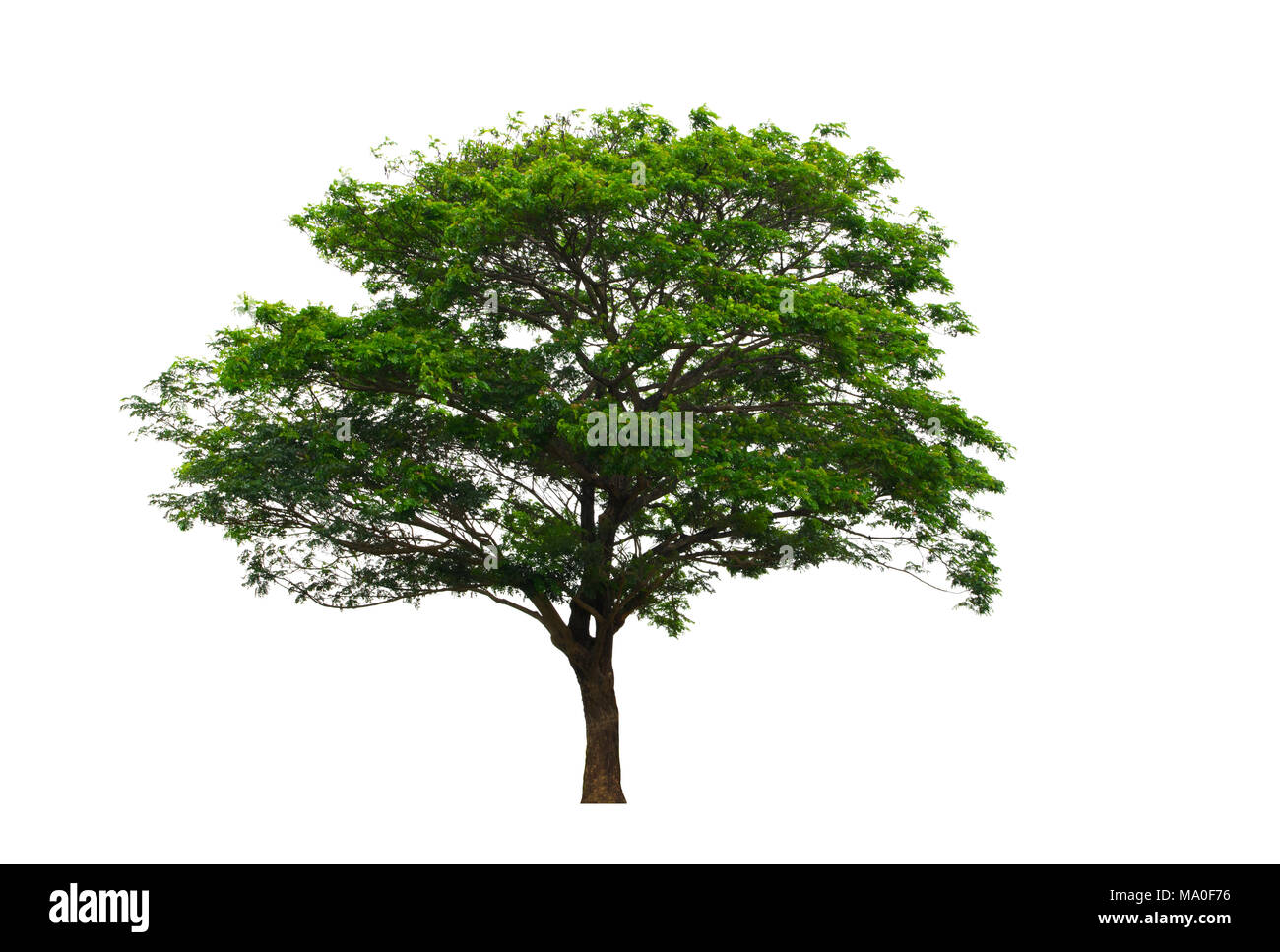 East Indian Walnut or Rain Tree isolated on white background.Fresh and ...